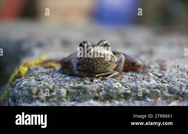 Amphibian frog pacific tree Stock Videos & Footage - HD and 4K Video ...