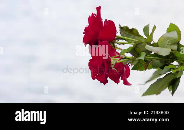 War of the roses Stock Videos & Footage - HD and 4K Video Clips - Alamy