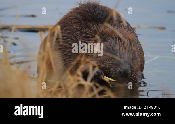 Beaver working animal Stock Videos & Footage - HD and 4K Video Clips ...