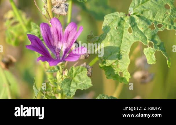 Malva sylvestris is species of mallow genus Malva in family of ...