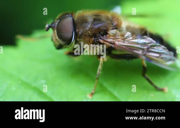 Hoverfly compound eyes Stock Videos & Footage - HD and 4K Video Clips ...