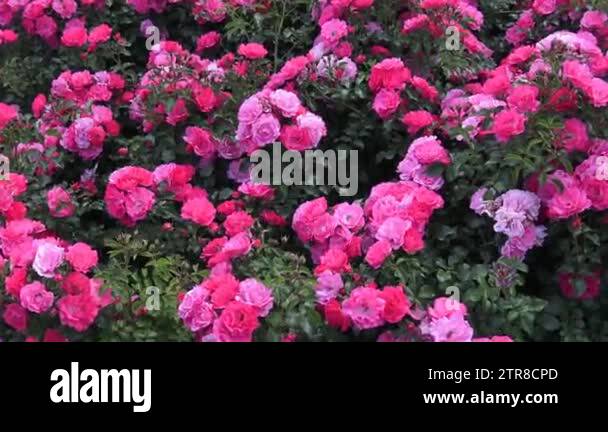 Red rose shrub plant Stock Videos & Footage - HD and 4K Video Clips - Alamy
