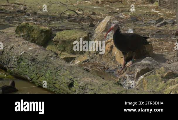 Captive birds in zoo Stock Videos & Footage - HD and 4K Video Clips - Alamy