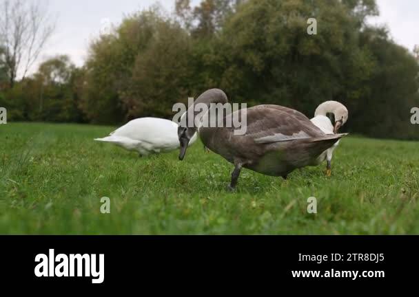 Grazing swans Stock Videos & Footage - HD and 4K Video Clips - Alamy