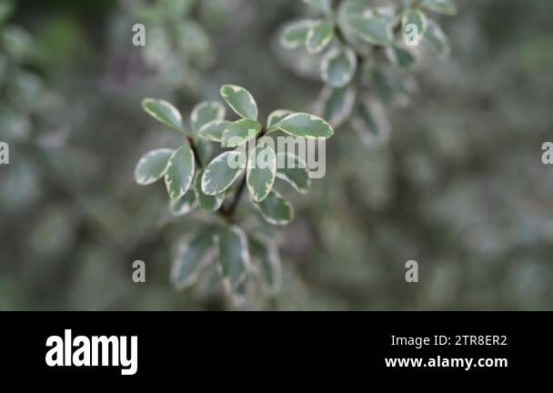 Plant native to east asia Stock Videos & Footage - HD and 4K Video ...
