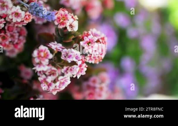 Pink geraniums flowering in Stock Videos & Footage - HD and 4K Video ...