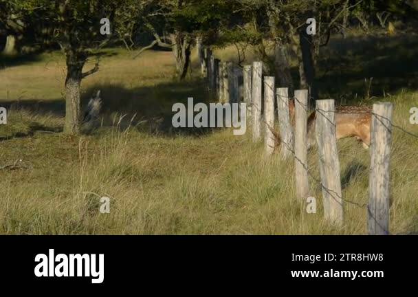 Fallow deer fence under Stock Videos & Footage - HD and 4K Video Clips ...