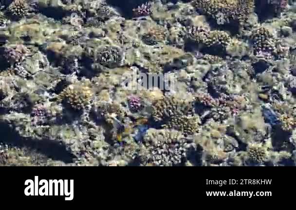 top view of coral reef with fish. coral reef in the red sea texture ...