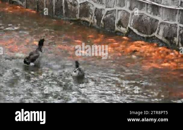 Pond people swimming in water Stock Videos & Footage - HD and 4K Video ...