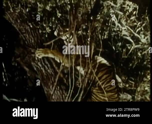 Tiger jungle tree Stock Videos & Footage - HD and 4K Video Clips - Alamy