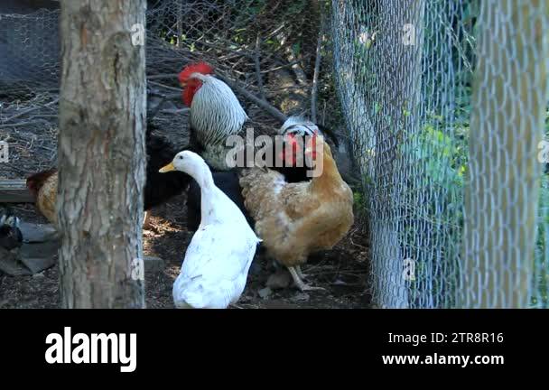 Farmyard animals Stock Videos & Footage - HD and 4K Video Clips - Alamy