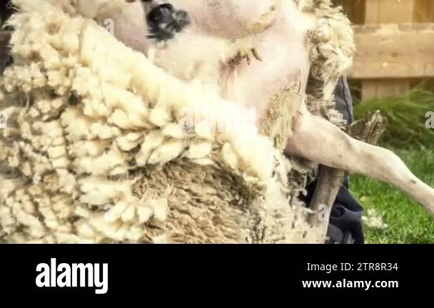 Sheep lamb farming farmer agricultural wool coat fleece Stock Videos ...