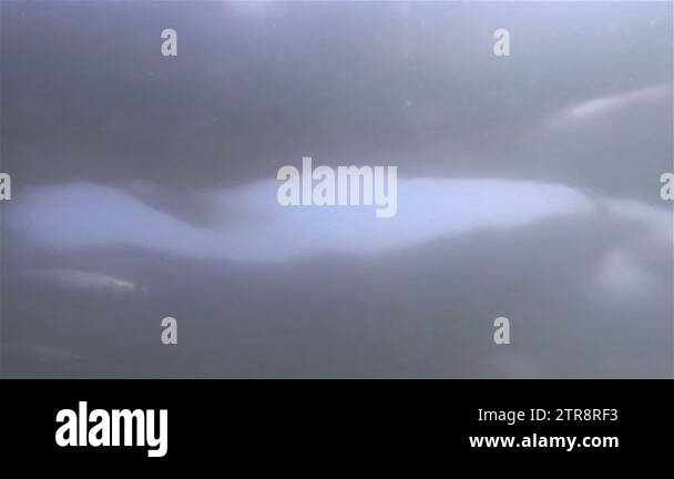 Underwater shooting fish Stock Videos & Footage - HD and 4K Video Clips ...