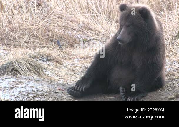 Happy bear cub Stock Videos & Footage - HD and 4K Video Clips - Alamy