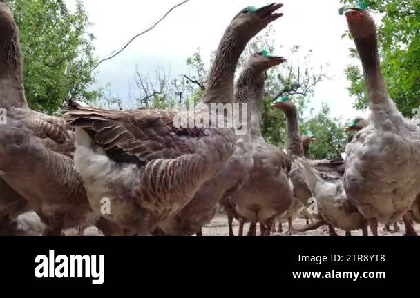Poultry gavage Stock Videos & Footage - HD and 4K Video Clips - Alamy