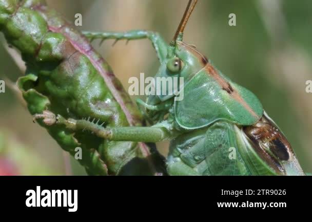 Grasshopper long probe Stock Videos & Footage - HD and 4K Video Clips ...