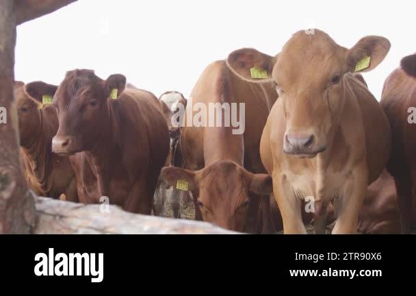 Dairy cows in a farm. Modern farm cowshed with milking cows. Cow in a ...