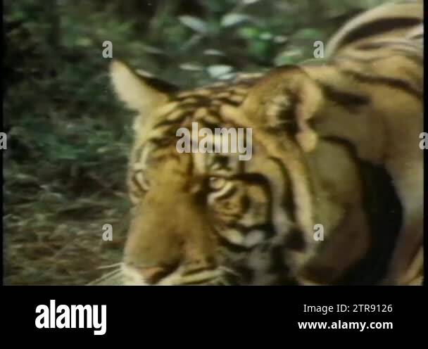 Attacking man Stock Videos & Footage - HD and 4K Video Clips - Alamy