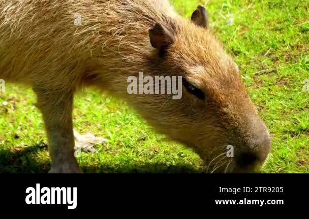 Capybara (Hydrochoerus hydrochaeris) is large rodent of genus ...