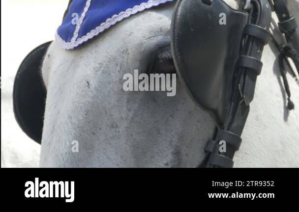 Eye winker Stock Videos & Footage - HD and 4K Video Clips - Alamy