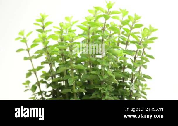 Marjoram spice Stock Videos & Footage - HD and 4K Video Clips - Alamy
