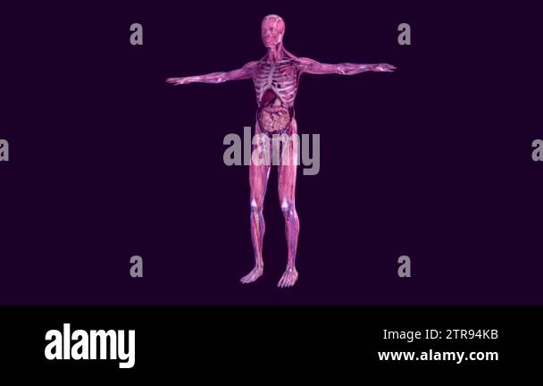 Human anatomy. The anatomical model of a human is rotated around its ...