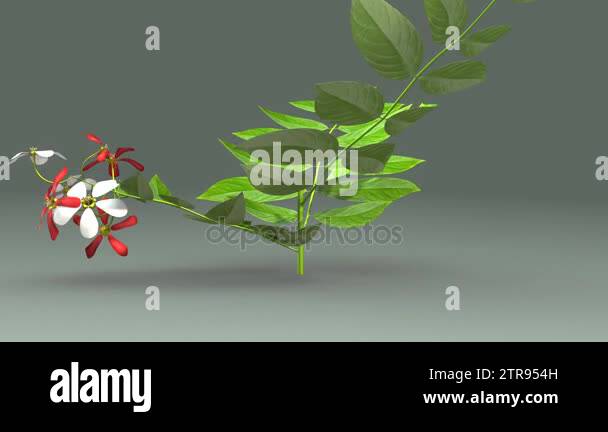 Combretum Stock Videos & Footage - HD and 4K Video Clips - Alamy