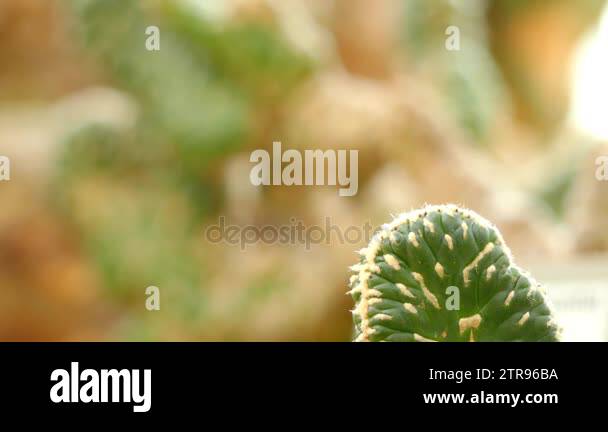 Awl shaped leaves Stock Videos & Footage - HD and 4K Video Clips - Alamy