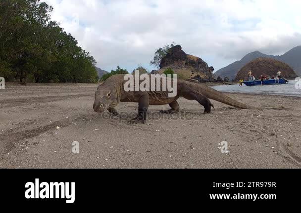 Predator komodo dragon Stock Videos & Footage - HD and 4K Video Clips ...