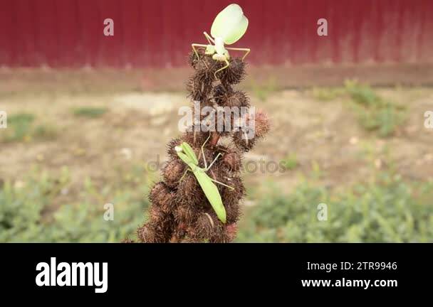 Praying mantises mating Stock Videos & Footage - HD and 4K Video Clips ...