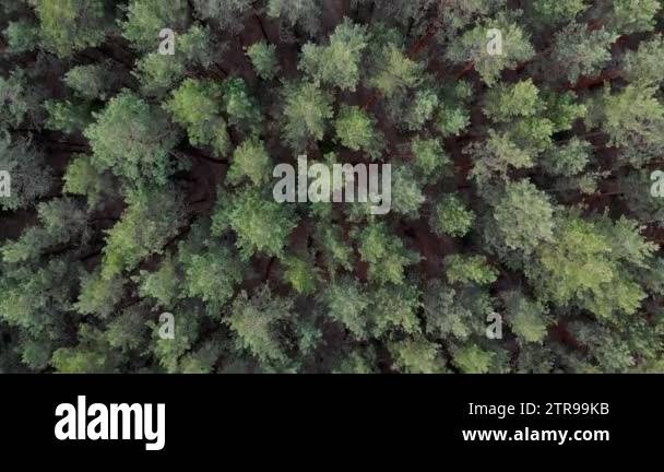 Forest landscape from above. 4K The flight of the camera over the pine ...