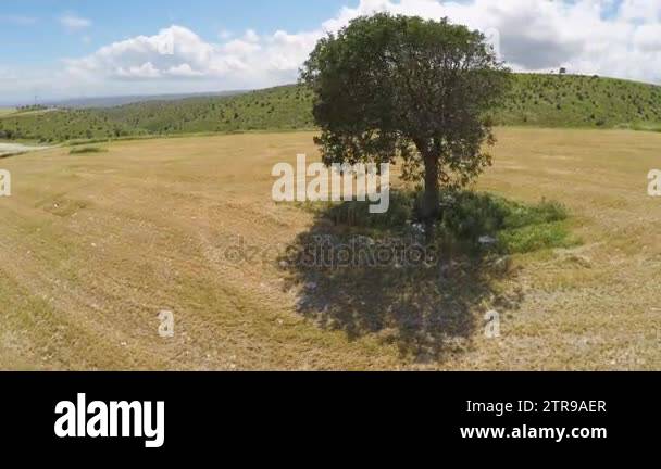 Sole tree Stock Videos & Footage - HD and 4K Video Clips - Alamy