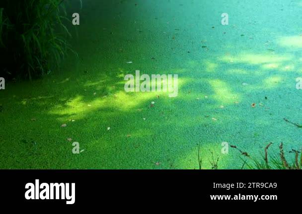 Slime and algae Stock Videos & Footage - HD and 4K Video Clips - Alamy