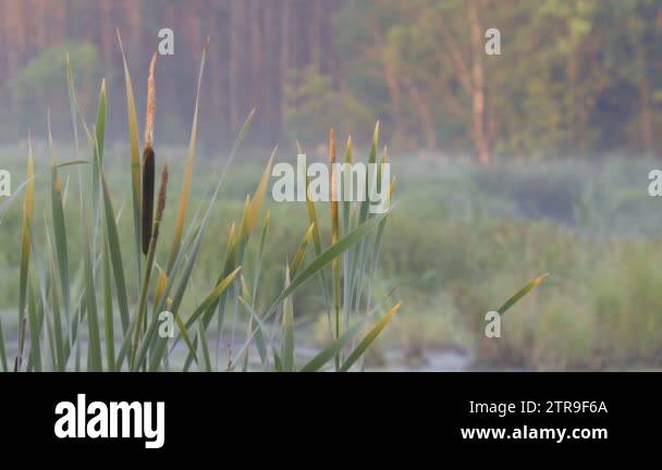 Swamp cane Stock Videos & Footage - HD and 4K Video Clips - Alamy