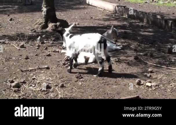 The goat walk Stock Videos & Footage - HD and 4K Video Clips - Alamy