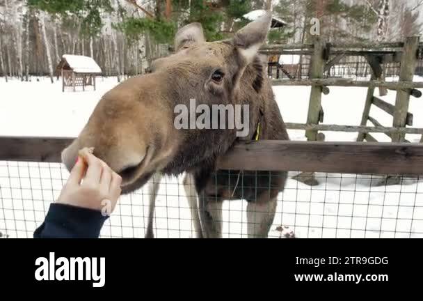 Unity protection Stock Videos & Footage - HD and 4K Video Clips - Alamy