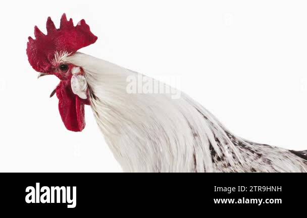 Brakel chicken breed Stock Videos & Footage - HD and 4K Video Clips - Alamy