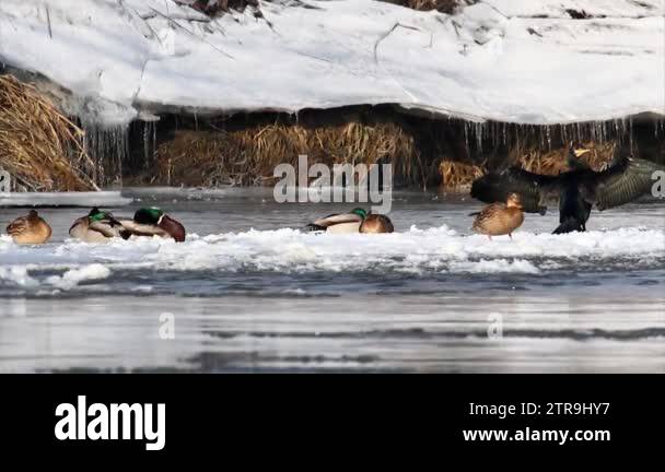 Ice on wings Stock Videos & Footage - HD and 4K Video Clips - Alamy