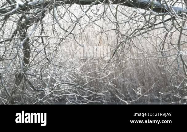 melting ice falling down from twigs of a willow tree. winter time ...