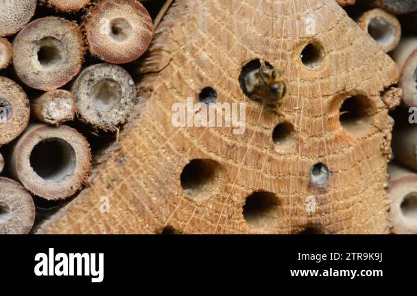 Bumblebee nest box Stock Videos & Footage - HD and 4K Video Clips - Alamy
