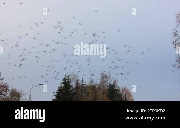 Grunge raven vector silhouette Stock Videos & Footage - HD and 4K Video ...