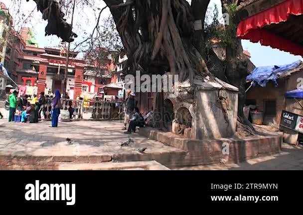 Nepal kathmandu asia old tree Stock Videos & Footage - HD and 4K Video ...