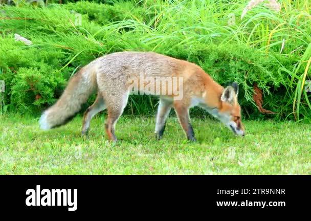 Red fox in the wild habitats. The red fox (Vulpes vulpes), largest of ...