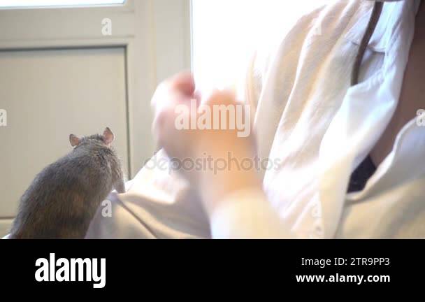 Woman rat Stock Videos & Footage - HD and 4K Video Clips - Alamy