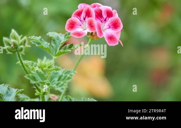 Pelargonium capitatum is one of several species (including Pelargonium ...