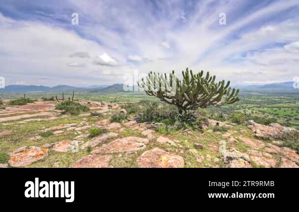 Ecosistema ecosystem Stock Videos & Footage - HD and 4K Video Clips - Alamy