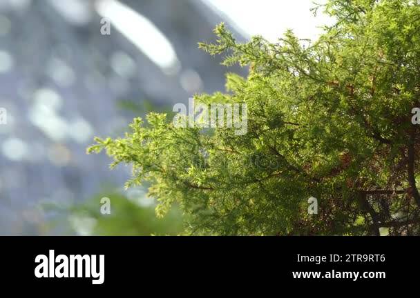 Chamaecyparis pisifera Squarrosa (sawara cypress or sawara Japanese) is ...