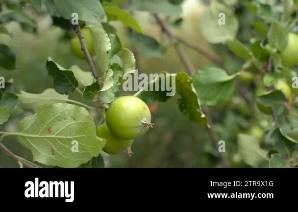 Fruit growing apple tree orchard Stock Videos & Footage - HD and 4K ...