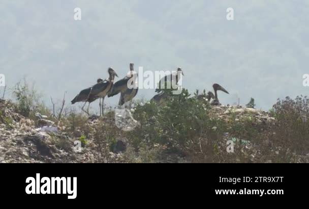 Stork with garbage Stock Videos & Footage - HD and 4K Video Clips - Alamy