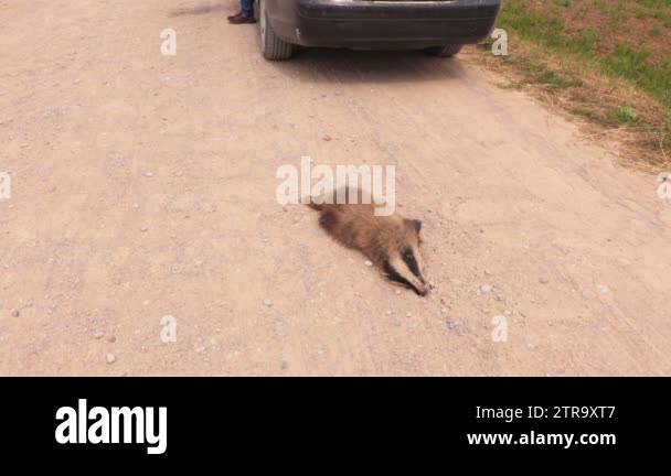 Dead badger Stock Videos & Footage - HD and 4K Video Clips - Alamy